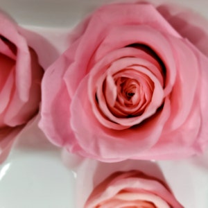 8 Deep Peach Preserved Roses: Wedding & Prom Decor - Etsy