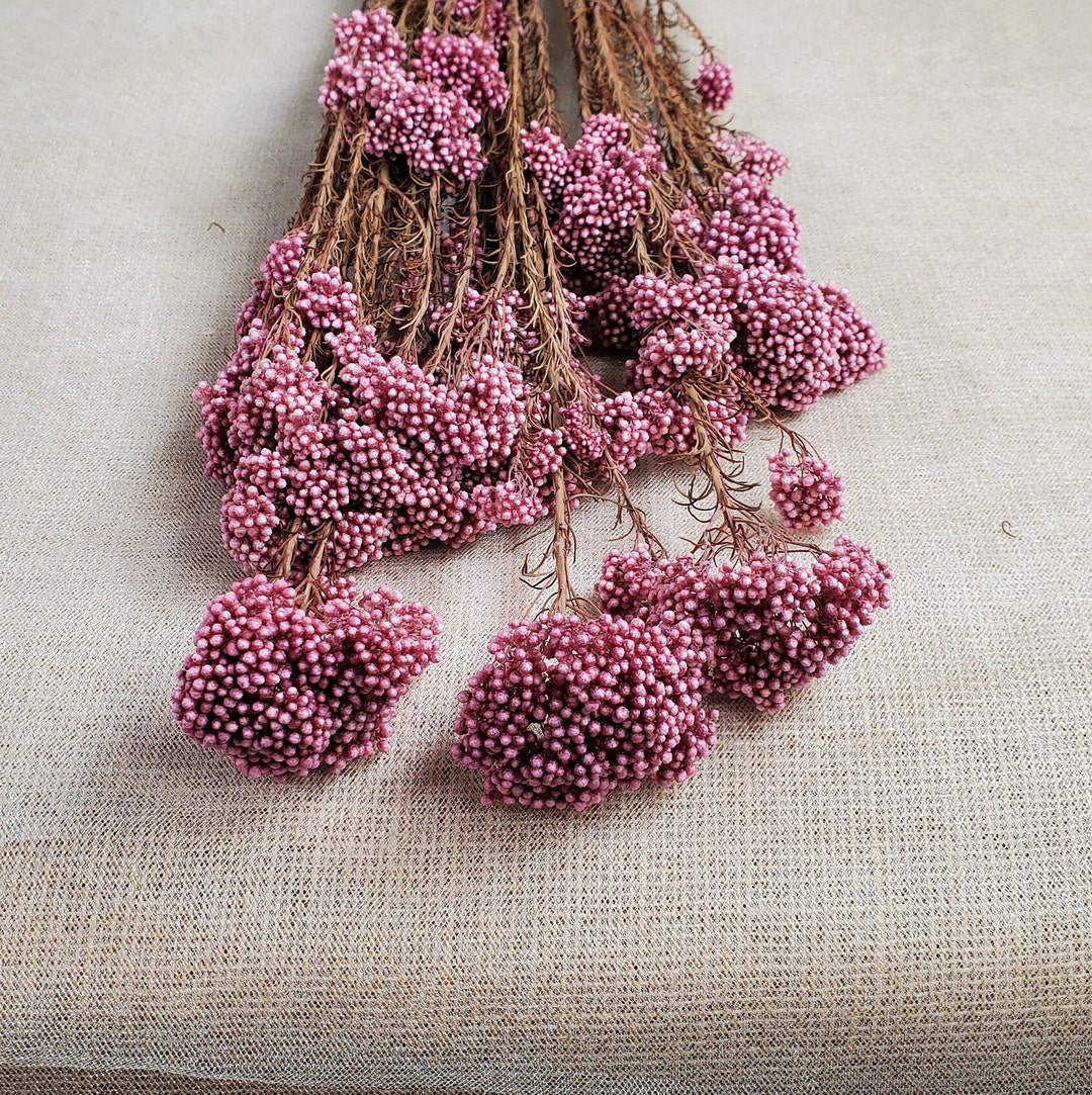Light Purplish Red Preserved Rice Flower: Dried Floral Arrangement (19 ...
