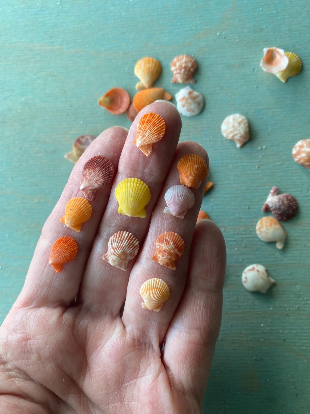 RARE Miniature Scallop Shells, Premium Shell Collection, 7 Pieces - Etsy