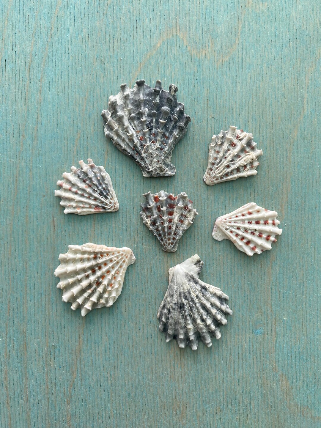Rare Knobby Scallop Collector Shell Atlantic Ocean Seashell | 1 Piece ...
