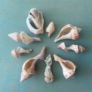 Vintage Shell Fossils Sanibel Island Shell Collection 9 Pieces - Etsy