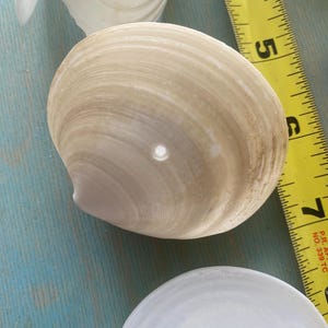 White Beach Shell Sanibel Island Shell Ornament DIY Beach Decor | 8 ...