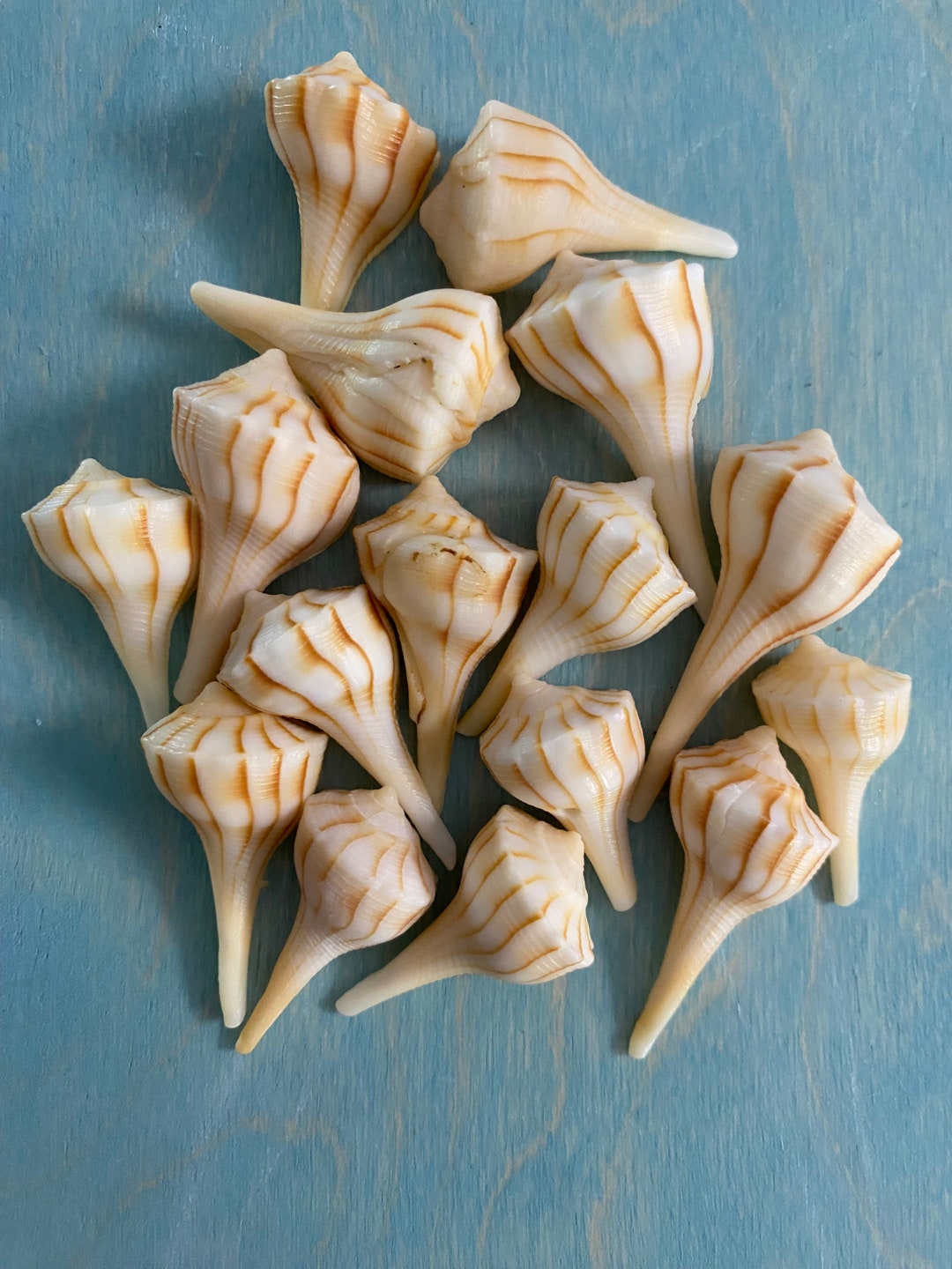 Beach Shell Lightning Whelk Small Size | 5 Pieces - Etsy