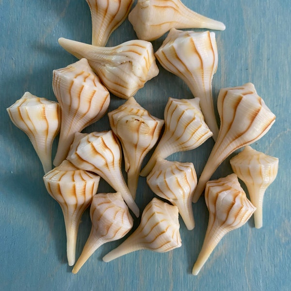 Florida Whelk Shell - Etsy