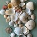 Shells With Holes Assorted Sizes Craft Beach Shells Jewelry Art Shells ...