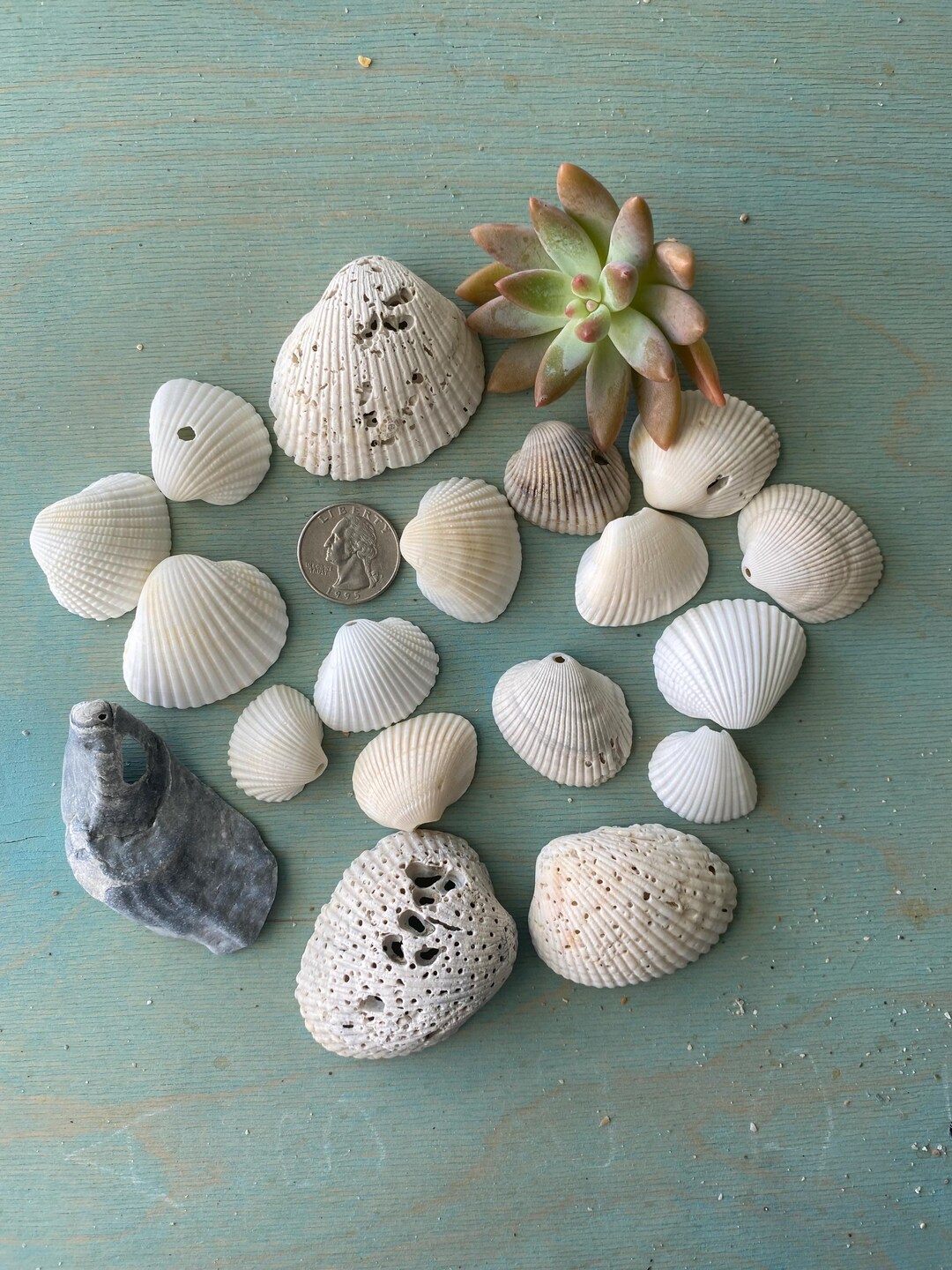 Beach Shell Collection With Natural Holes Wind-chime DIY Mobile Shells ...