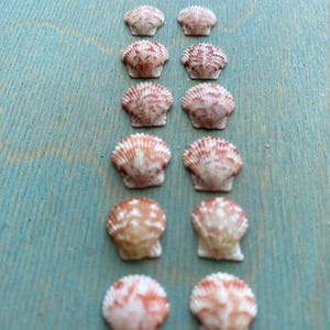 Rare Miniature Calico Scallop Shells DIY Shell Jewelry Beach Art 12 ...