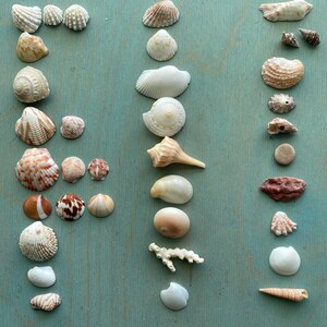 Shell Collection Premium Atlantic Ocean Seashells DIY Art 28 Species ...