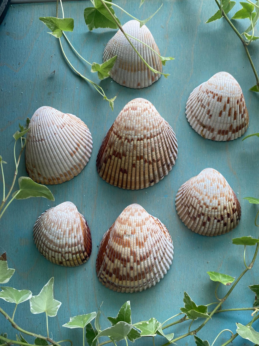 Beach Shell Prickly Cockle Atlantic Ocean Seashells Assorted 23 - Etsy