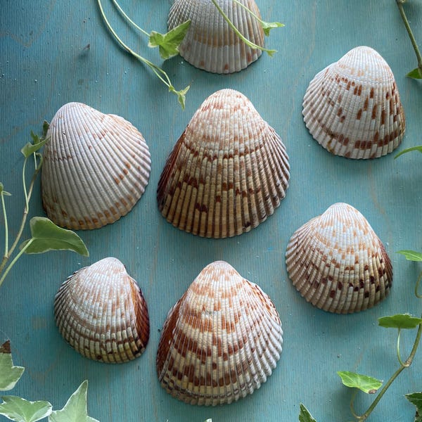 Assorted Seashells - Etsy
