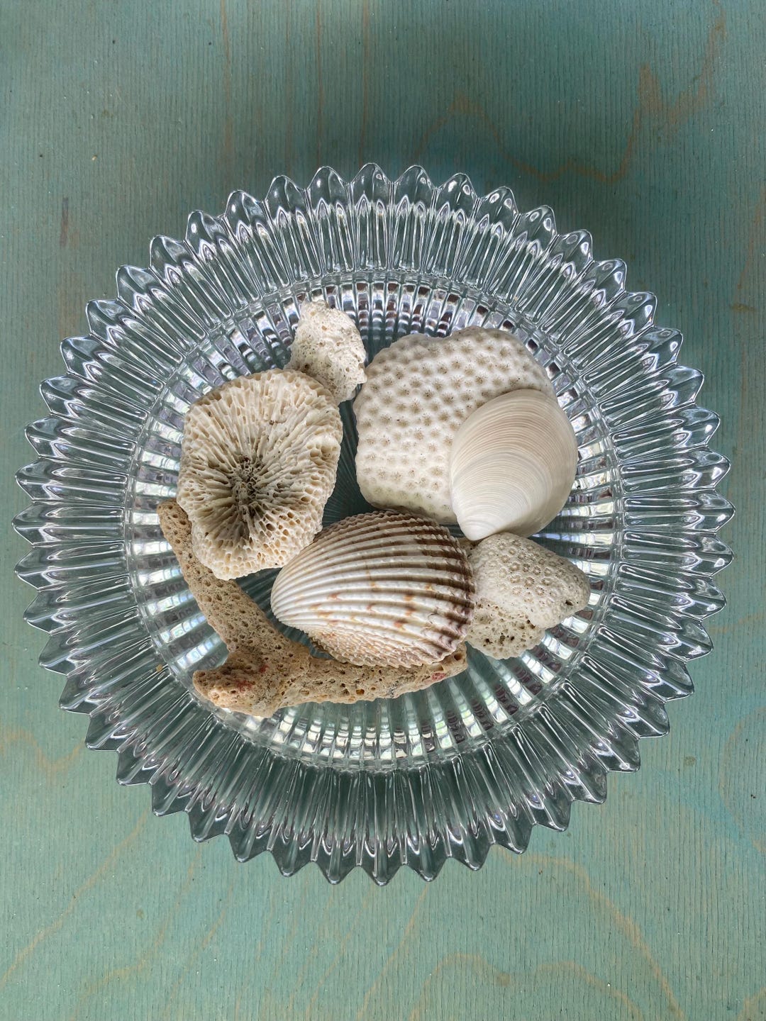 Coral and Shell Fossils Starter Collection Atlantic Ocean Vintage Shell ...