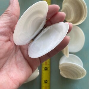 White Beach Shell Sanibel Island Shell Ornament DIY Beach Decor | 8 ...