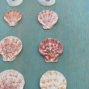 Rare Shell Collection Round Ribbed Scallop Shell Art 3 Pieces - Etsy