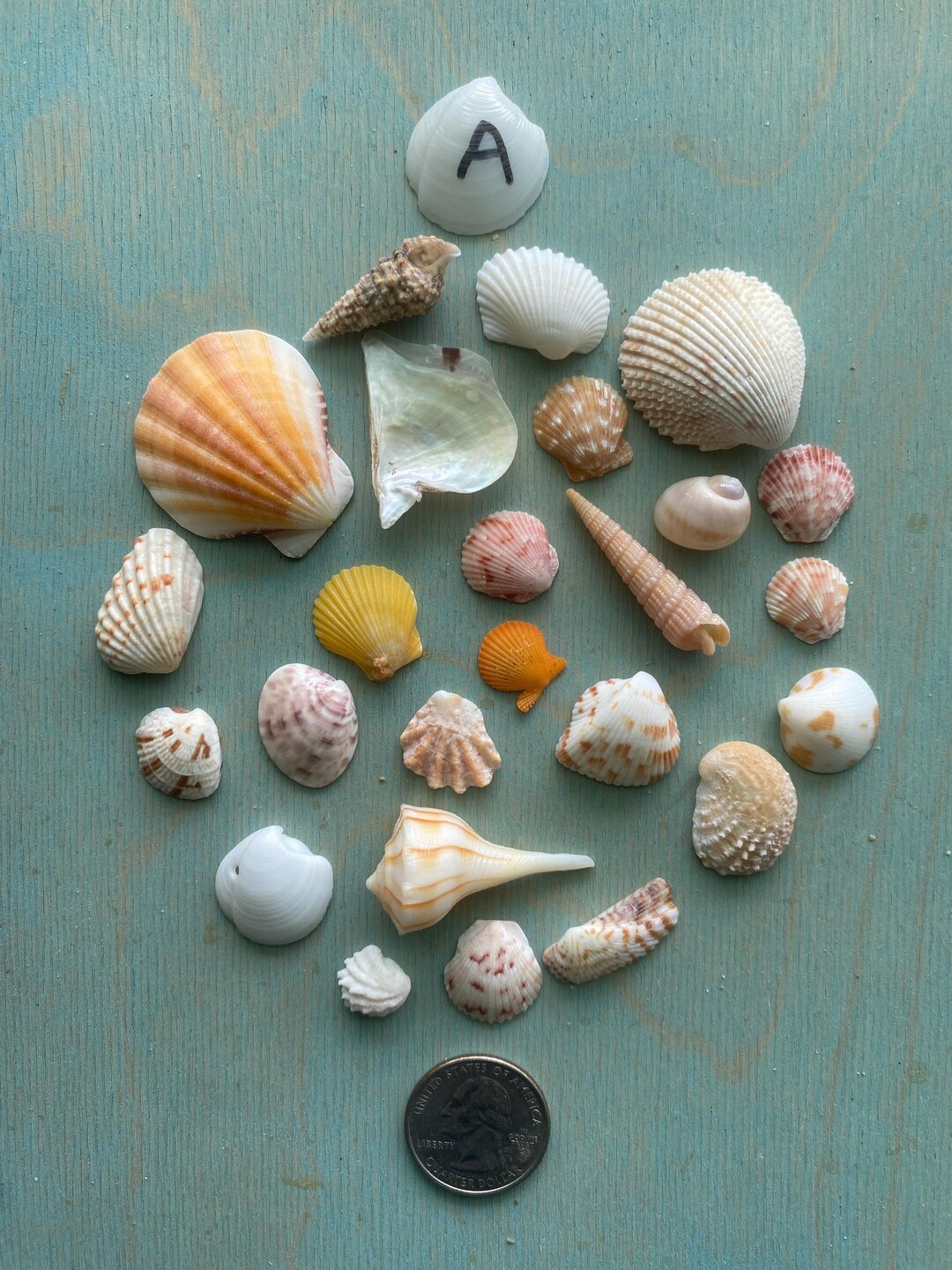 Shell Collection, Premium Atlantic Ocean Shells, 25 Pieces CA,CB - Etsy