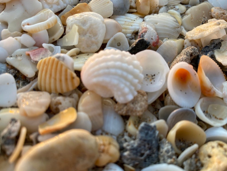 1 White Shells Florida Spiny Jewel Box Shell Beach Decor - Etsy