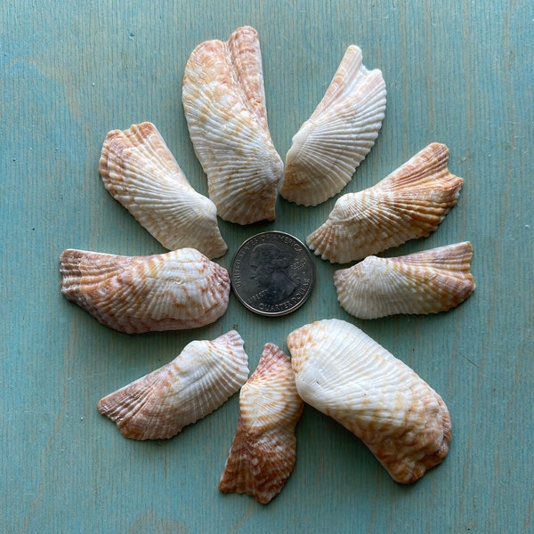 Turkey Wing Shells - Etsy