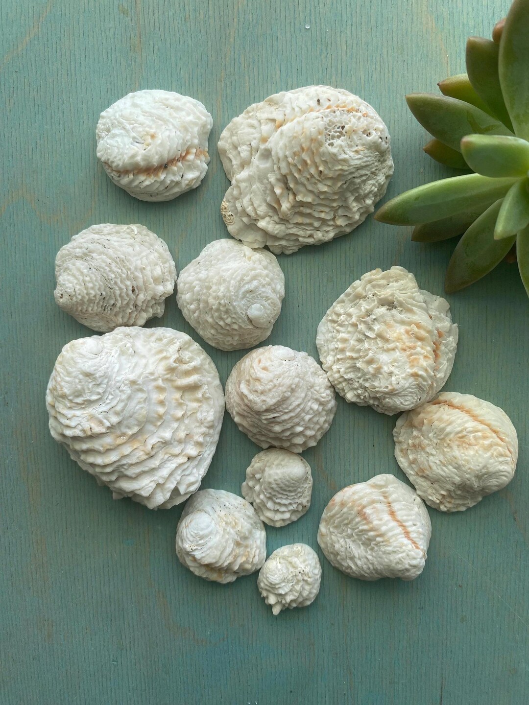 Vintage White Leafy Jewelbox Shells Florida Beach Shells DIY Beach ...