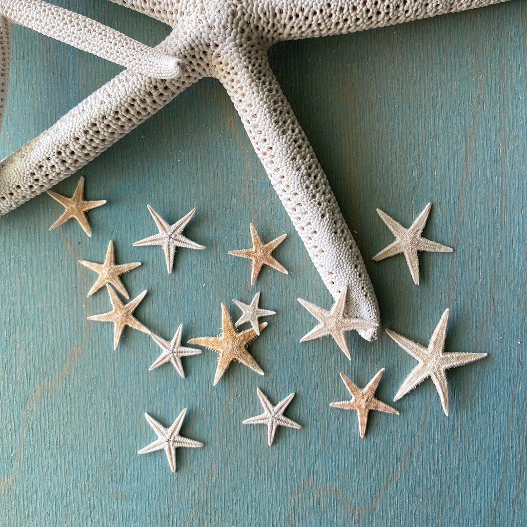 Miniature Starfish Shell Craft Supply Beach Art Small Starfish ...