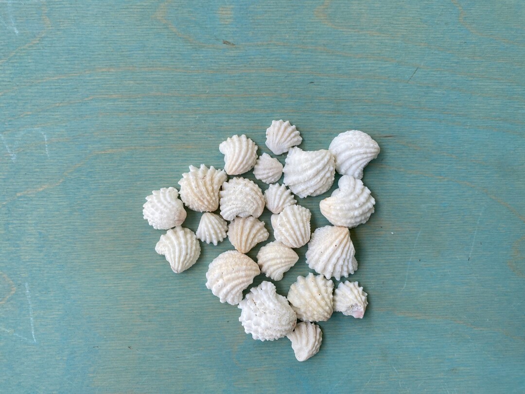 Beach Shell Florida Spiny Jewel Box Shell by Size Assorted 10 Pieces - Etsy