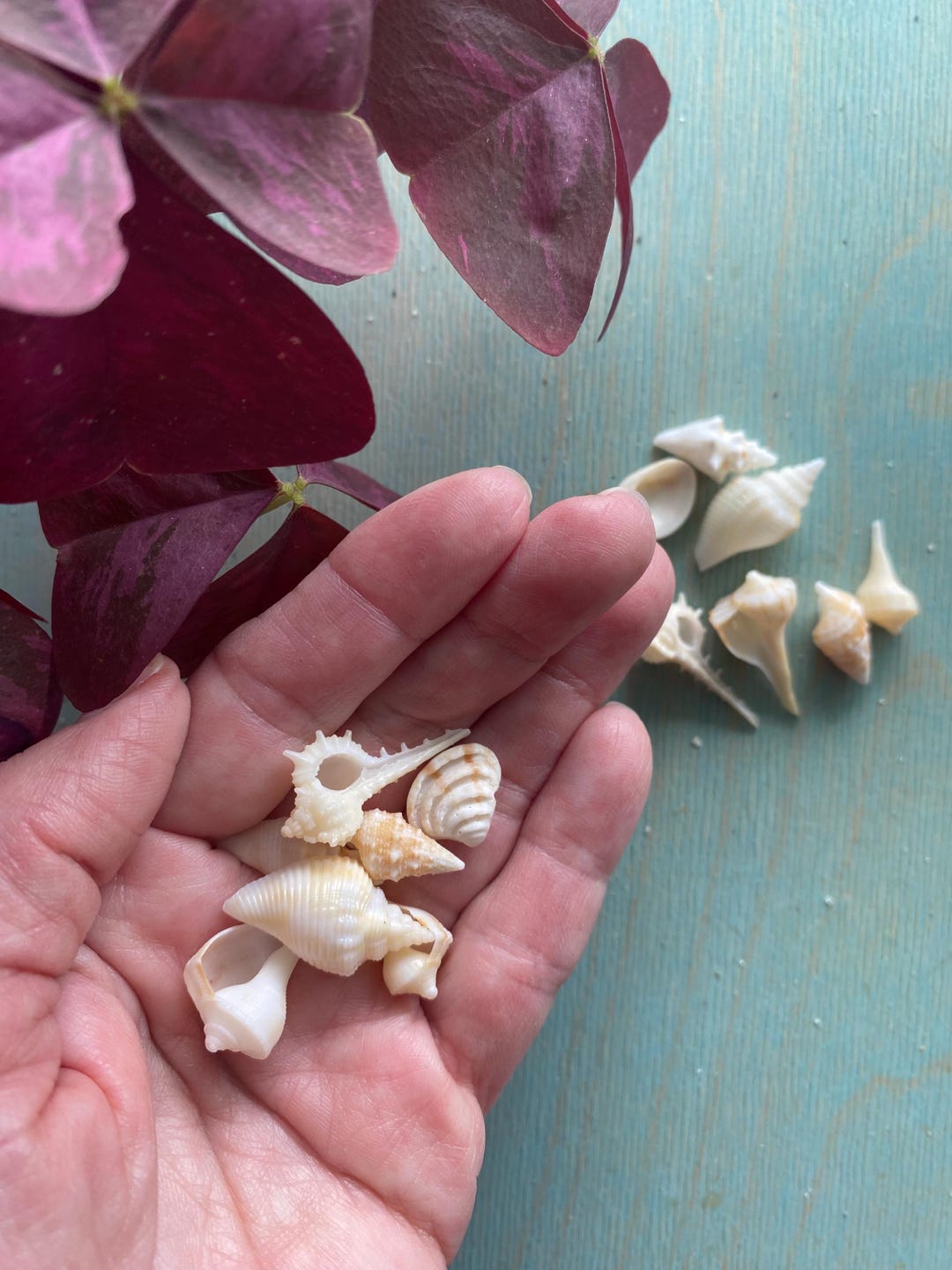 RARE Shell Collection, Premium Beach Shells, 7 Pieces - Etsy