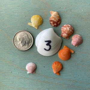 RARE Miniature Scallop Shells, Premium Shell Collection, 7 Pieces - Etsy