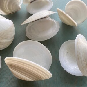 White Beach Shell Sanibel Island Shell Ornament DIY Beach Decor | 8 ...