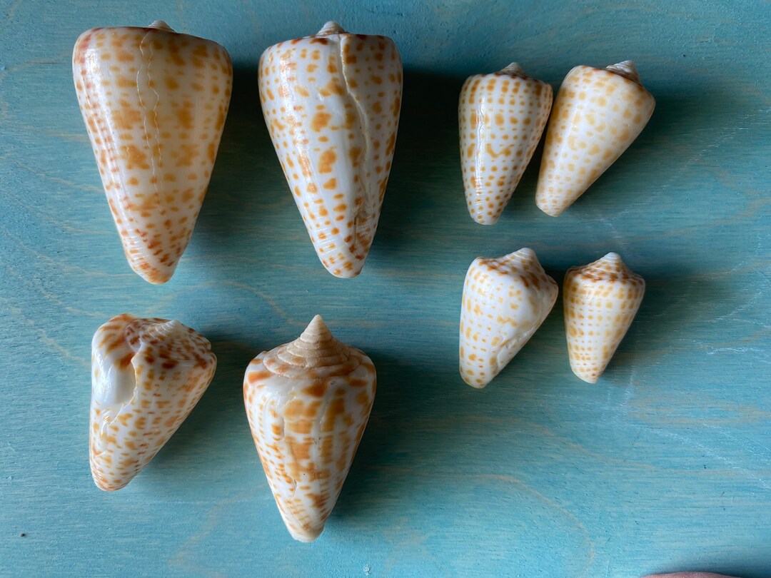 Alphabet Cone Seashell Vintage Shell Fossil Aquarium Decor - Etsy