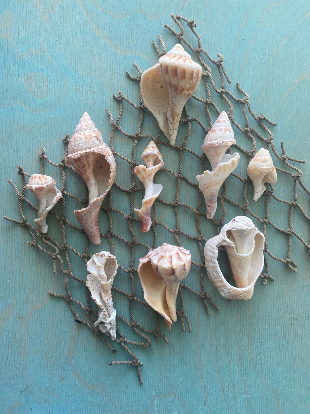 Vintage Shell Fossils Sanibel Island Shell Collection 9 Pieces - Etsy
