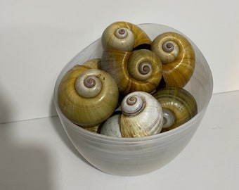 Apple Snail Shells - Etsy