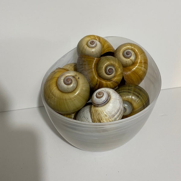 Apple Snail Shell - Etsy