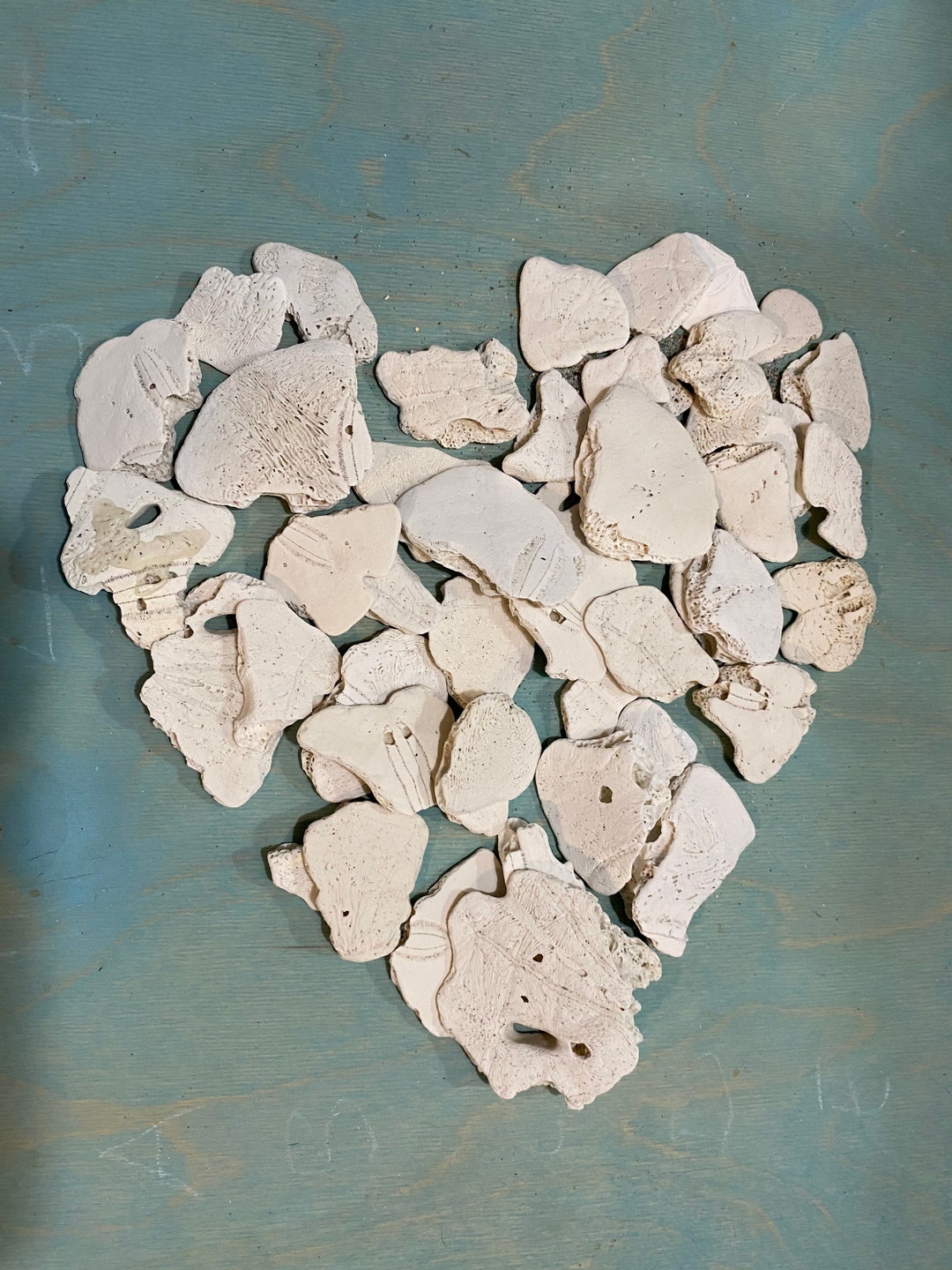 Beach Shell Sand Dollar Pieces Vase Fill Atlantic Ocean Sand Dollars - Etsy