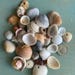 Shells With Holes Assorted Sizes Craft Beach Shells Jewelry Art Shells ...