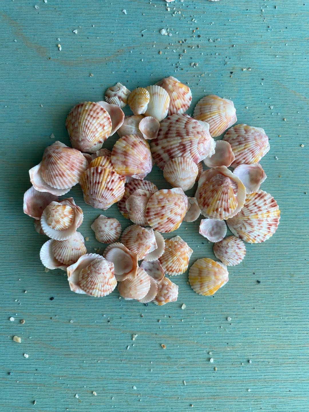 RARE Small sunrise Calico Scallop Shells, Premium Collectible Shell ...