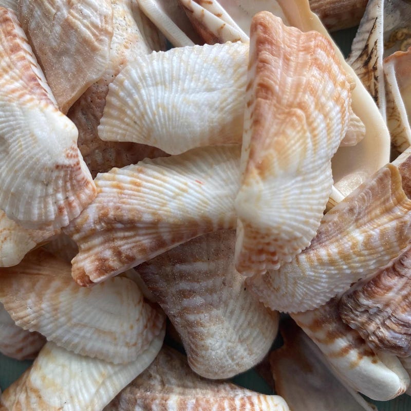 Turkey Wing Shells - Etsy