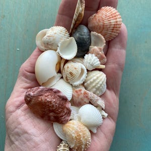 Shell Collection Premium Atlantic Ocean Seashells DIY Art 28 Species ...