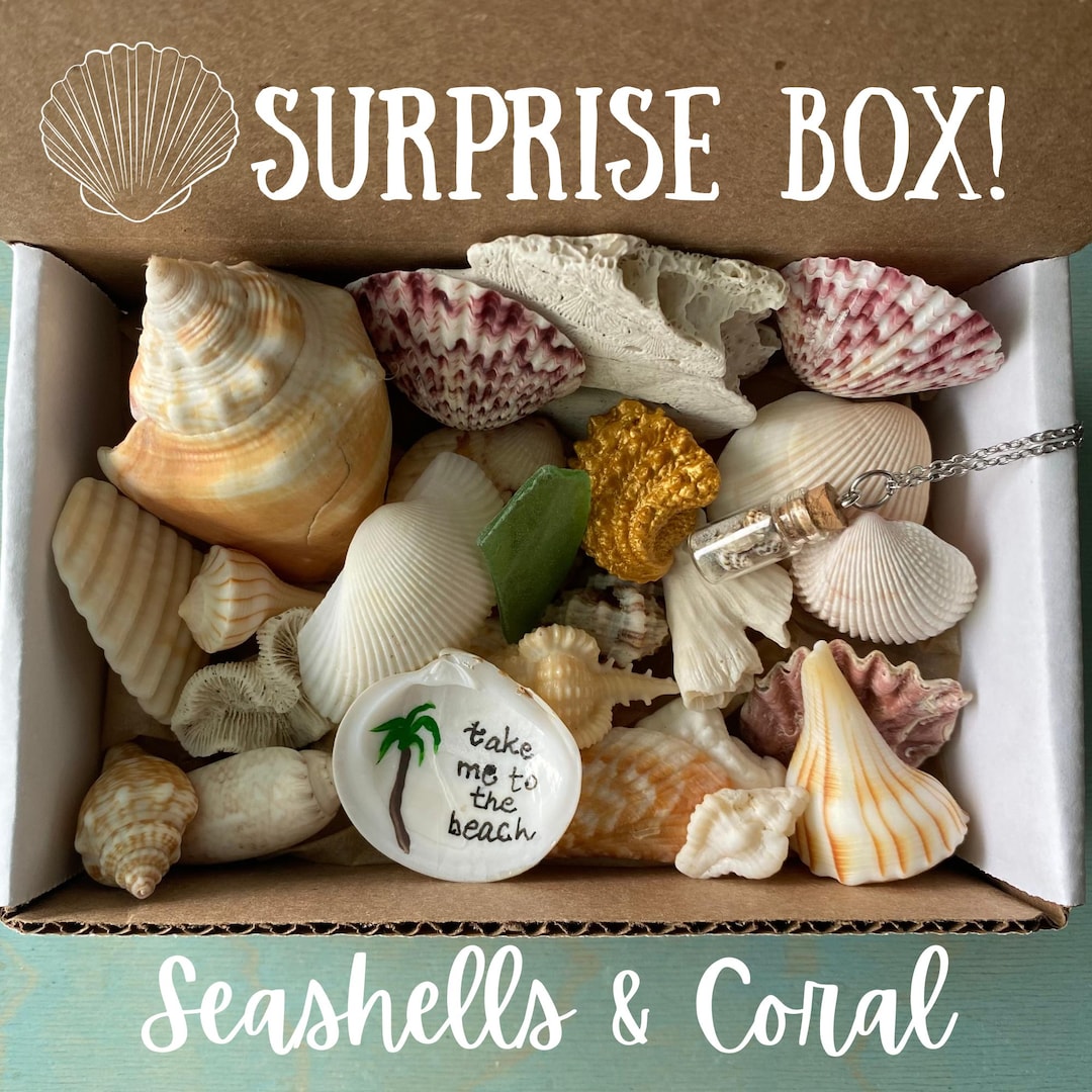 Surprise Gift Box Shell Collection Seashell Coastal Decor Beach House ...