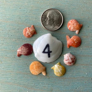 RARE Miniature Scallop Shells, Premium Shell Collection, 7 Pieces - Etsy