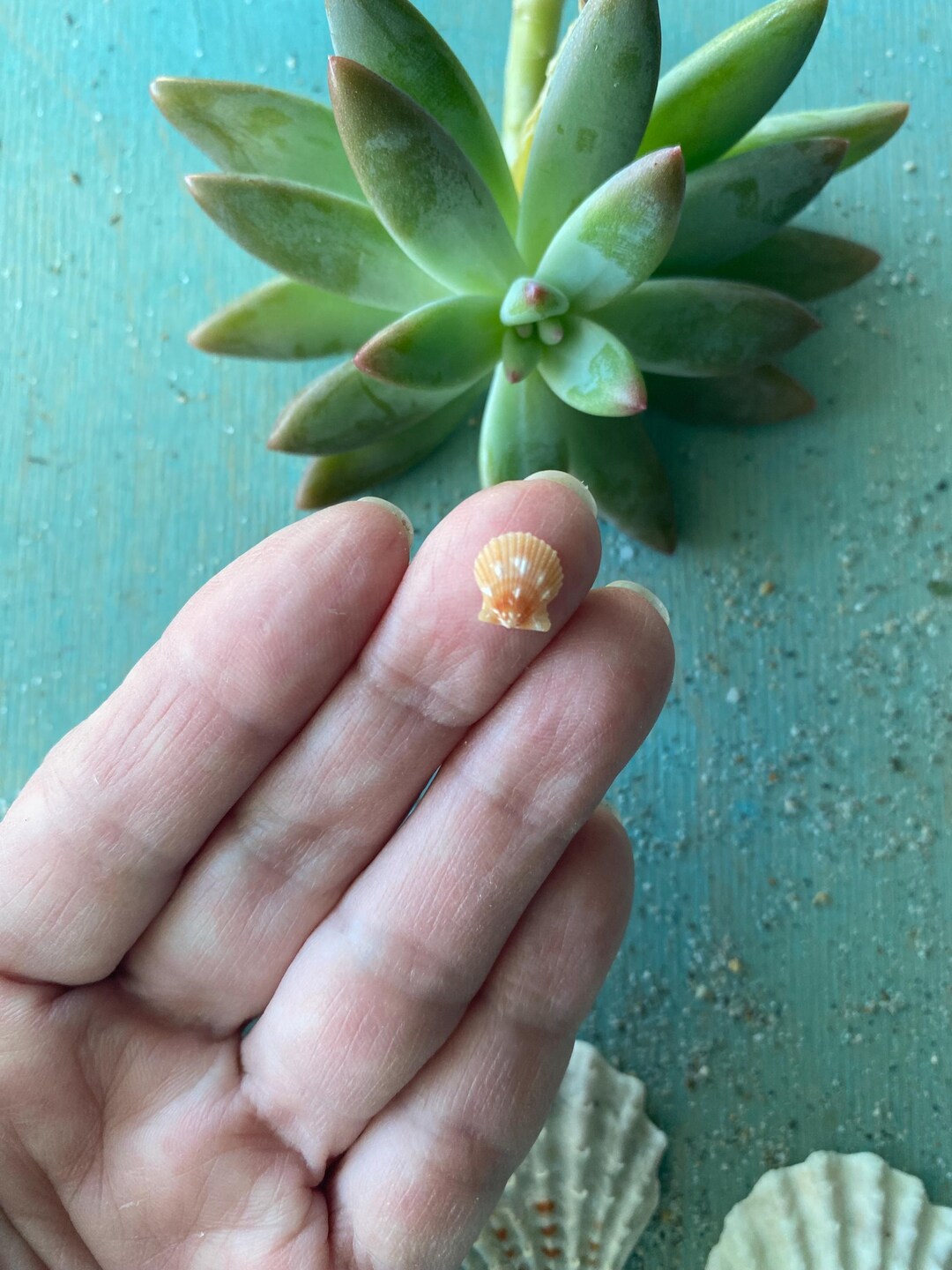 Rare Miniature rough Scallop Shell Premium Collector Shell Atlantic ...
