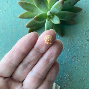 Rare Miniature rough Scallop Shell Premium Collector Shell Atlantic ...