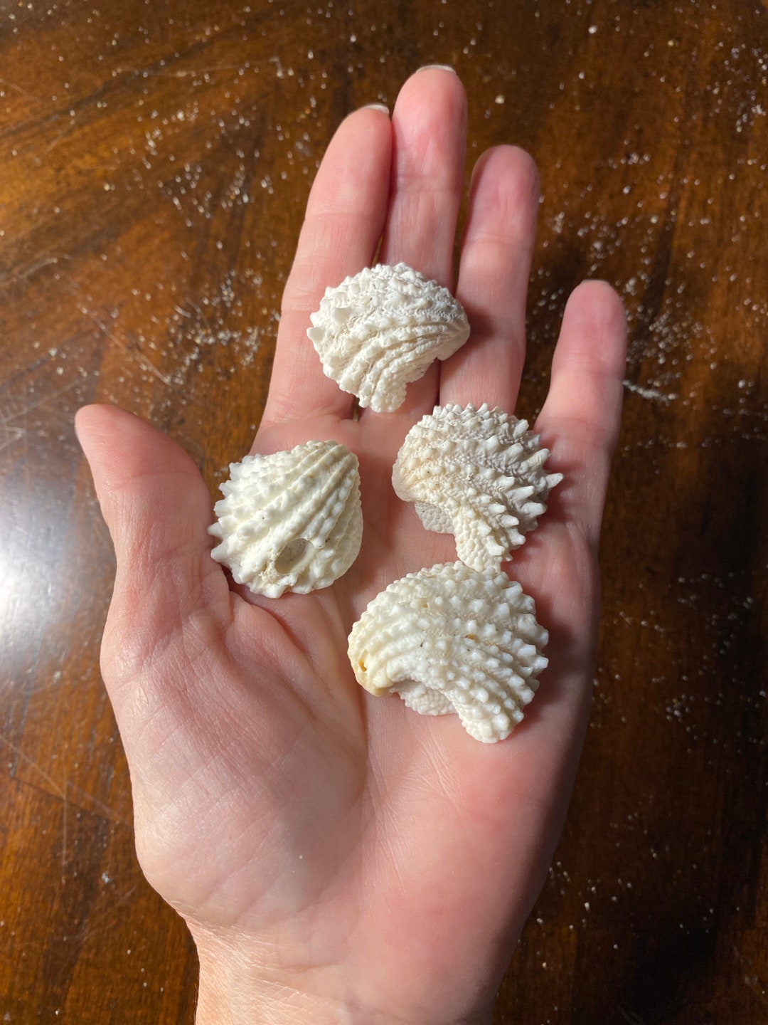 1 White Shells Florida Spiny Jewel Box Shell Beach Decor - Etsy