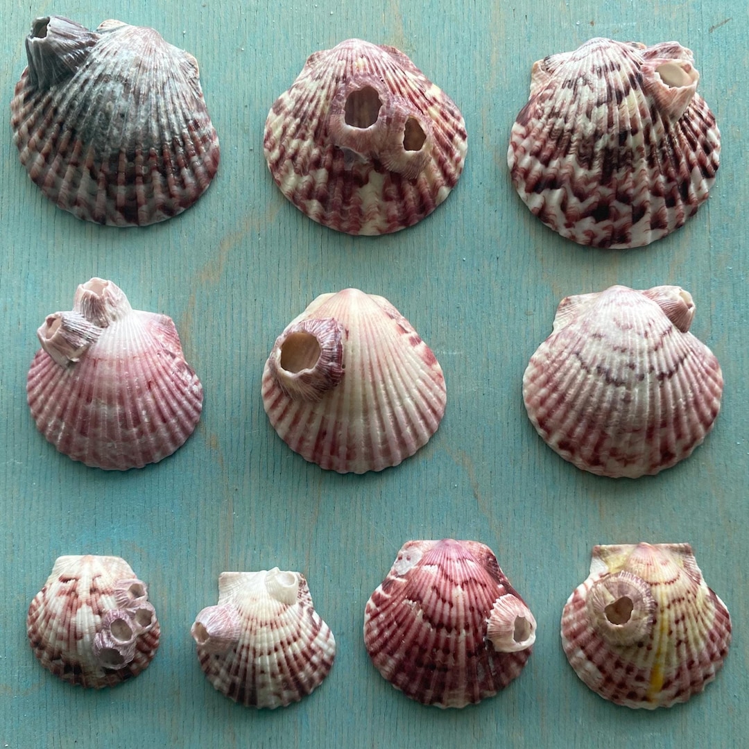 Barnacle Calico Scallop Shells: Coastal Home Decor, Shell Crafting ...