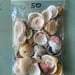 Shells With Holes Assorted Sizes Craft Beach Shells Jewelry Art Shells ...