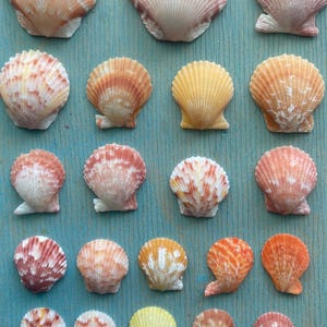 Rare Small Shell Collection Miniature Premium Atlantic Bay Rough ...