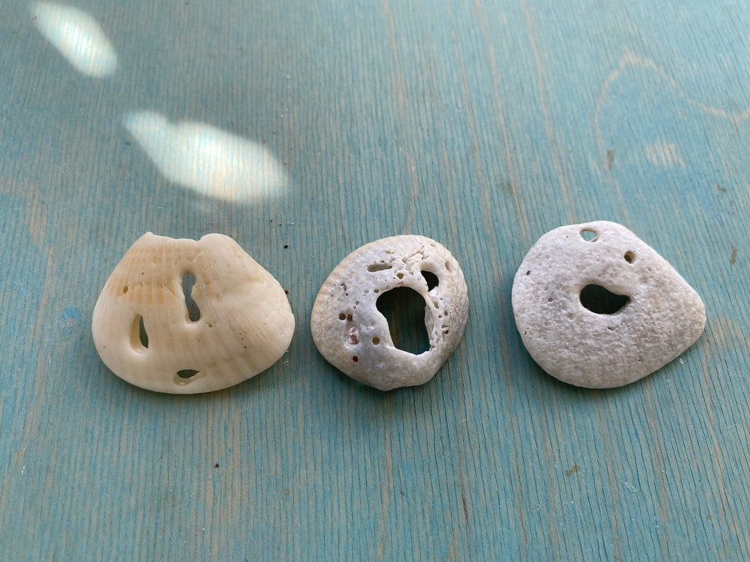 Shell Faces, Shell Collection, Natural Atlantic Ocean Seashells, Funny ...