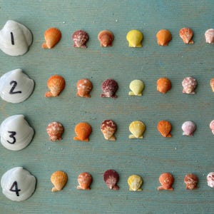 RARE Miniature Scallop Shells, Premium Shell Collection, 7 Pieces - Etsy