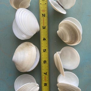 White Beach Shell Sanibel Island Shell Ornament DIY Beach Decor | 8 ...