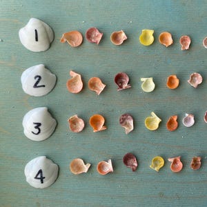 RARE Miniature Scallop Shells, Premium Shell Collection, 7 Pieces - Etsy