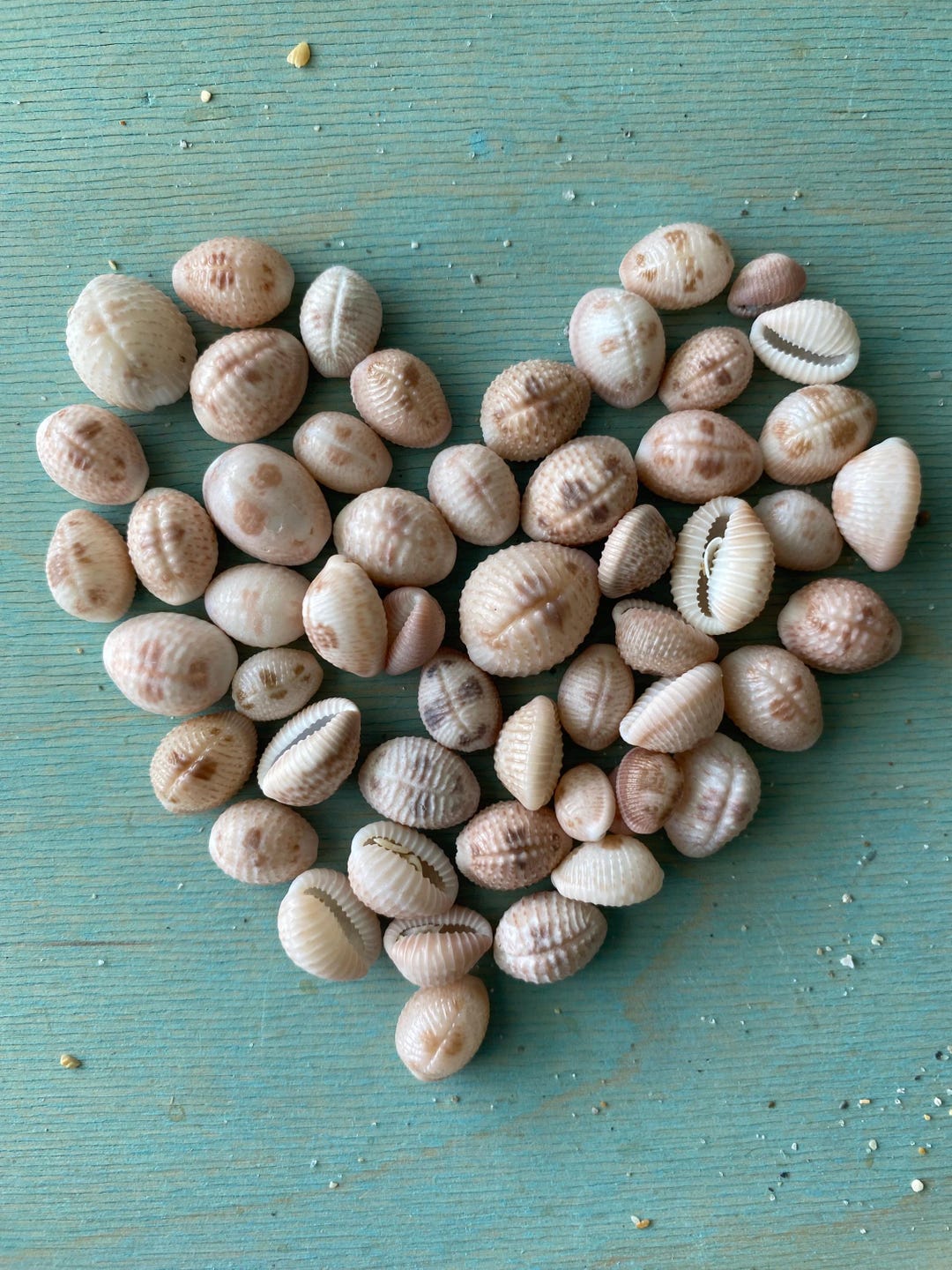 Rare Miniature Coffee Bean Trivia Shells Atlantic Ocean Shell ...
