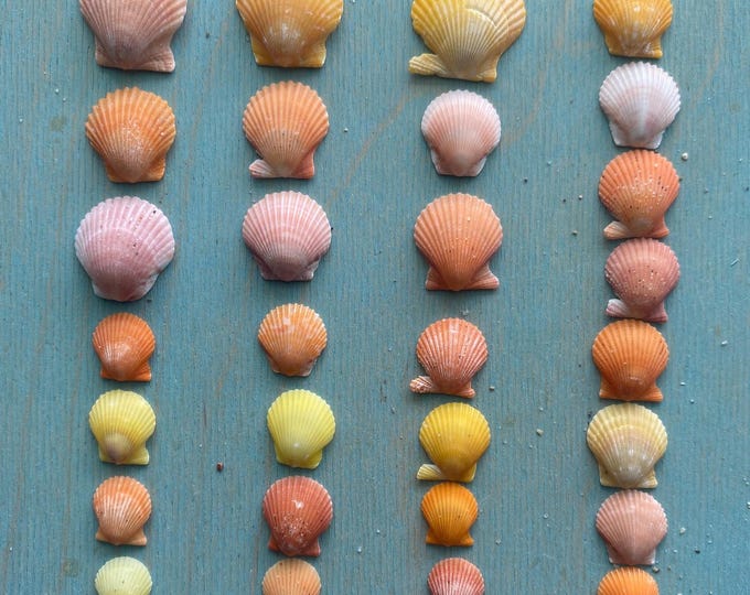 Rare Small Scallop Shell Premium Shell Collection Art Supply Gift for ...