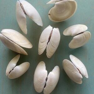 White Beach Shell Sanibel Island Shell Ornament DIY Beach Decor | 8 ...